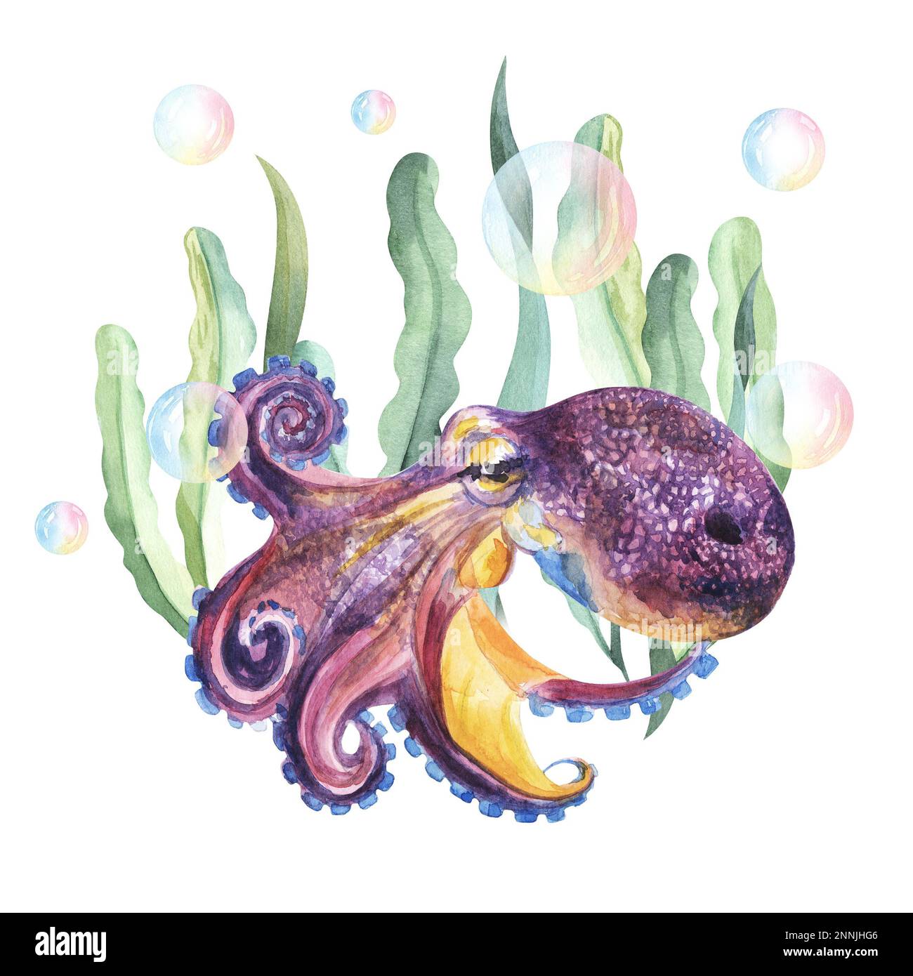 Octopus in algae seaweed bubbles watercolor illustration hand drawn ...