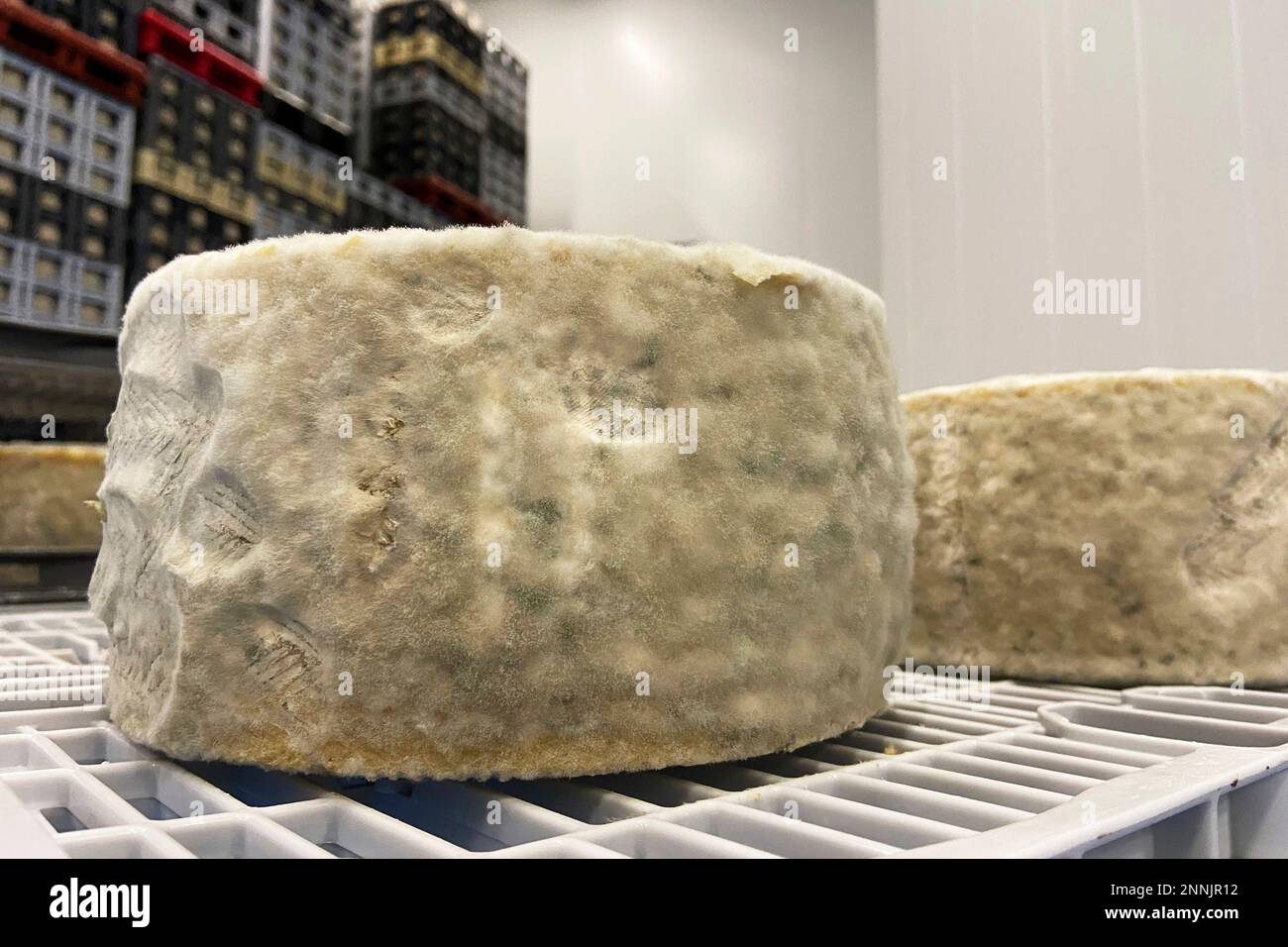 Cheese ripening with mould in the ripening chamber of the Don Apolonio ...