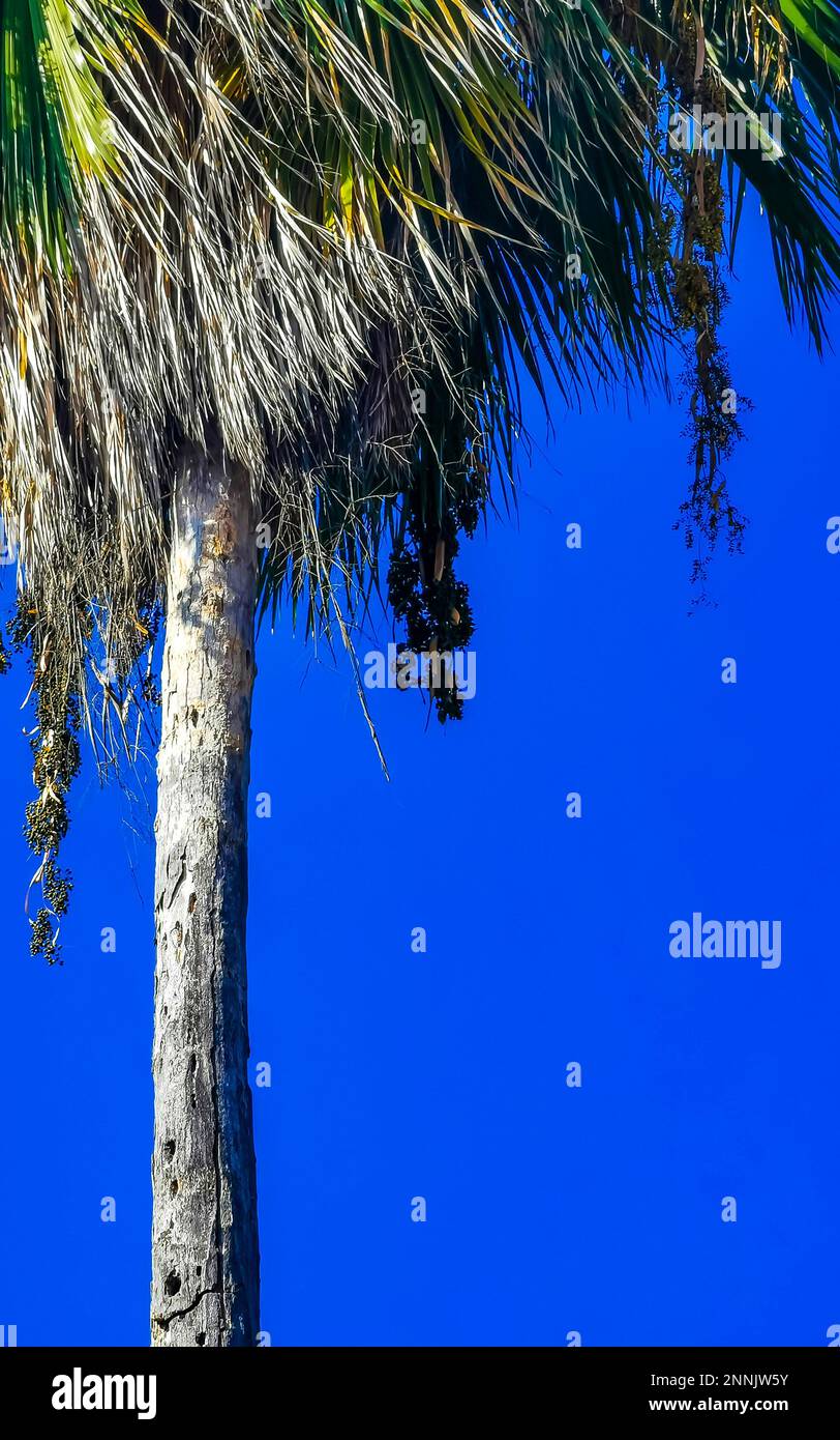 Tropical natural mexican palms palm tree coconut trees with coconuts ...