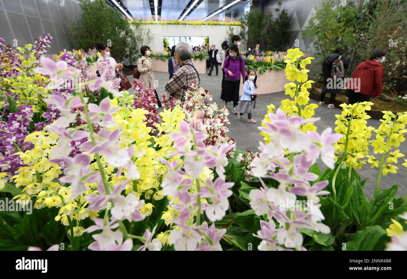 Japan Grand Prix International Orchid and Flower Show starts at Tokyo ...