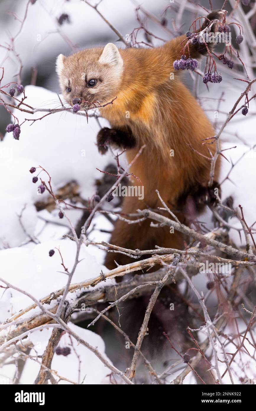 American Marten eating berries in a tree Stock Photo - Alamy