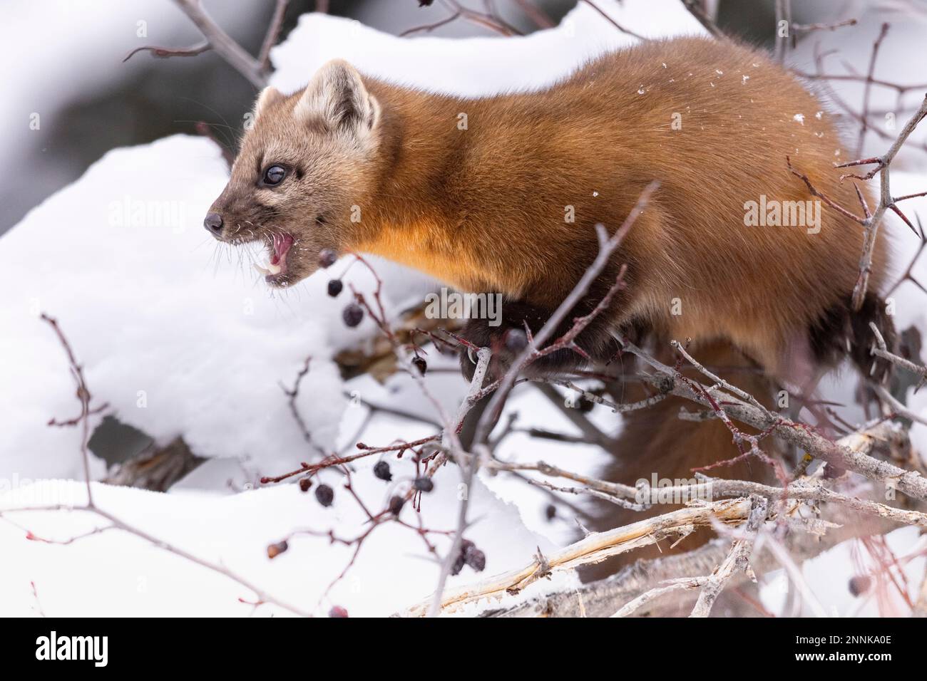 American Marten eating berries in a tree Stock Photo - Alamy