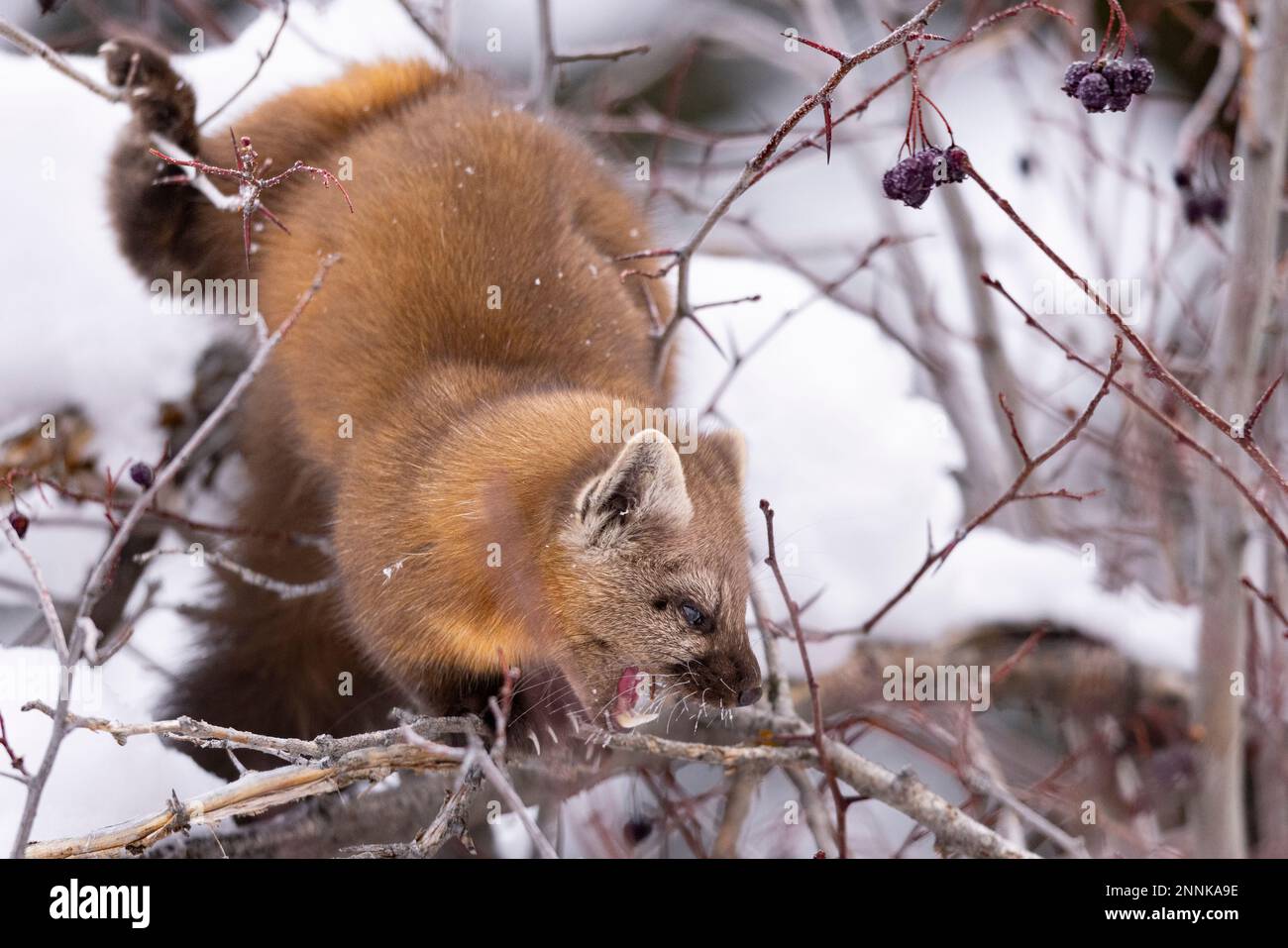 American Marten eating berries in a tree Stock Photo - Alamy