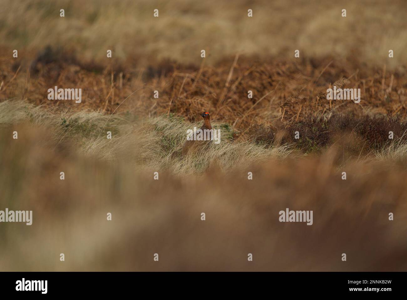 Male Red Grouse (Lagopus lagopus scotica) at a heather moorland in the ...