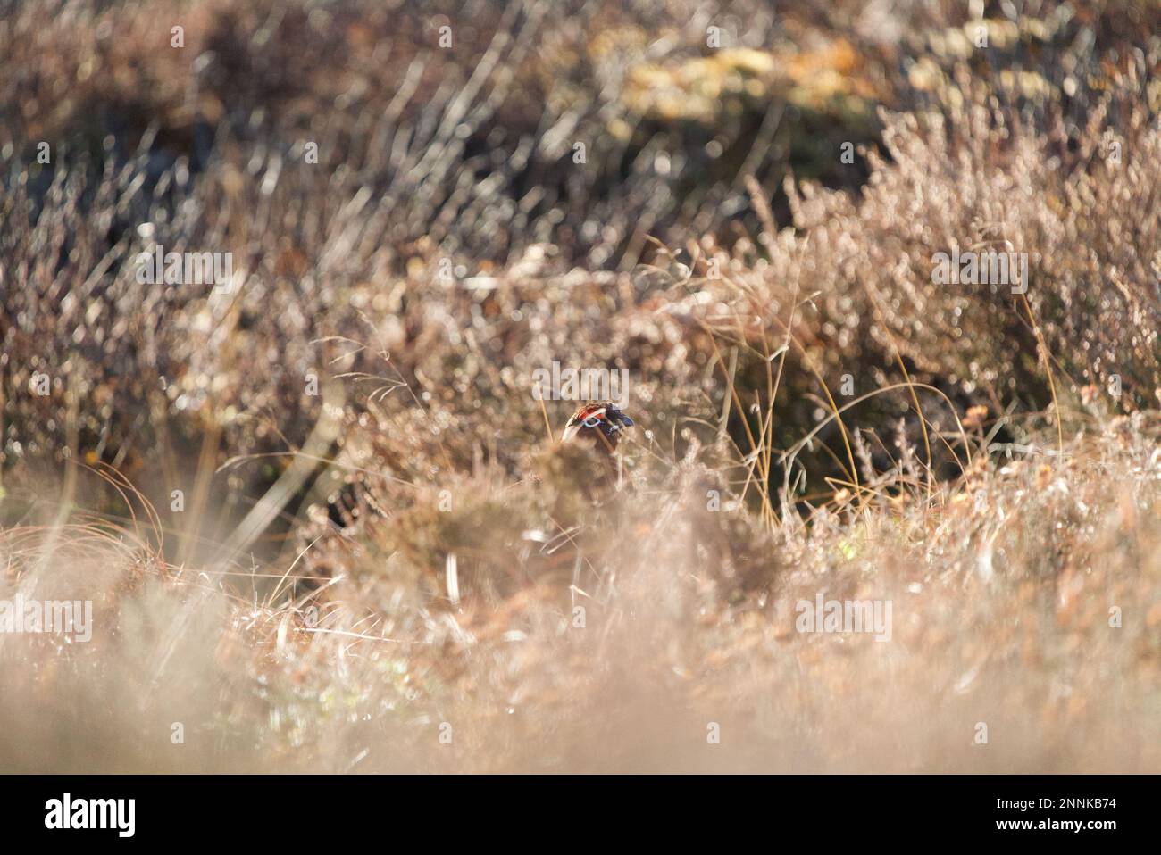Male Red Grouse sticking its head up through tall grass / rushes ...