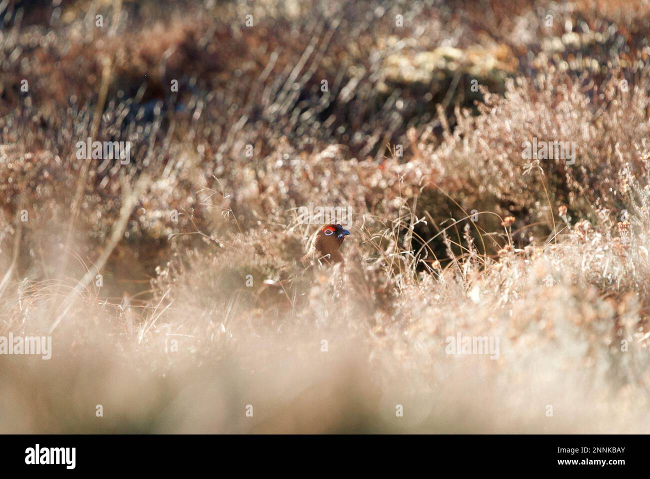 Male Red Grouse sticking its head up through tall grass / rushes ...
