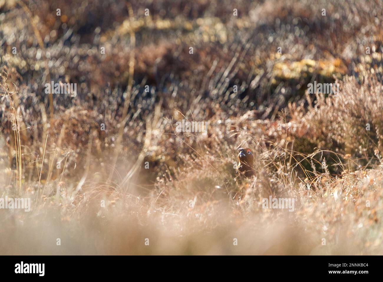 Male Red Grouse sticking its head up through tall grass / rushes ...