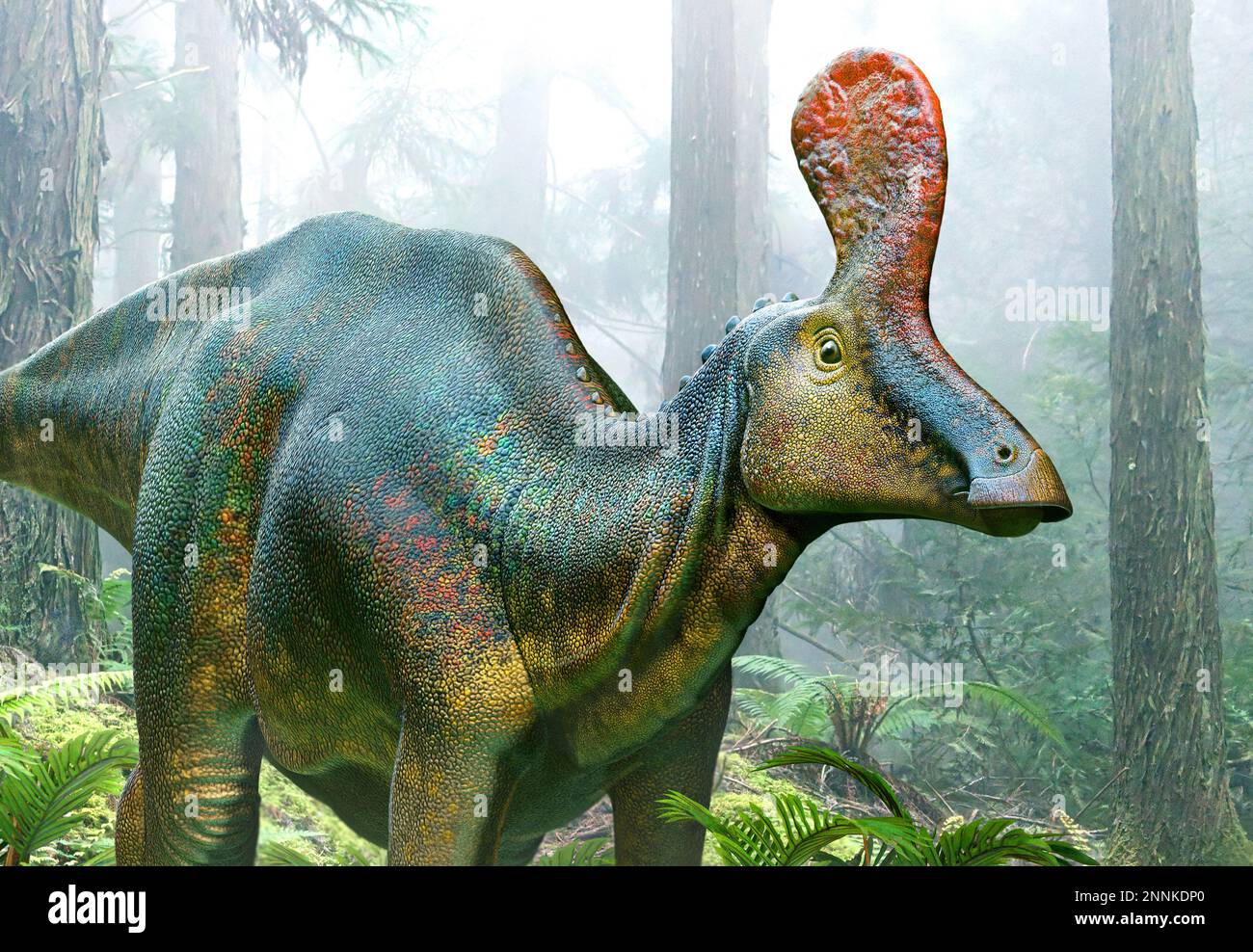 Tsintaosaurus, a genus of hadrosaurid dinosaur from China Stock Photo - Alamy