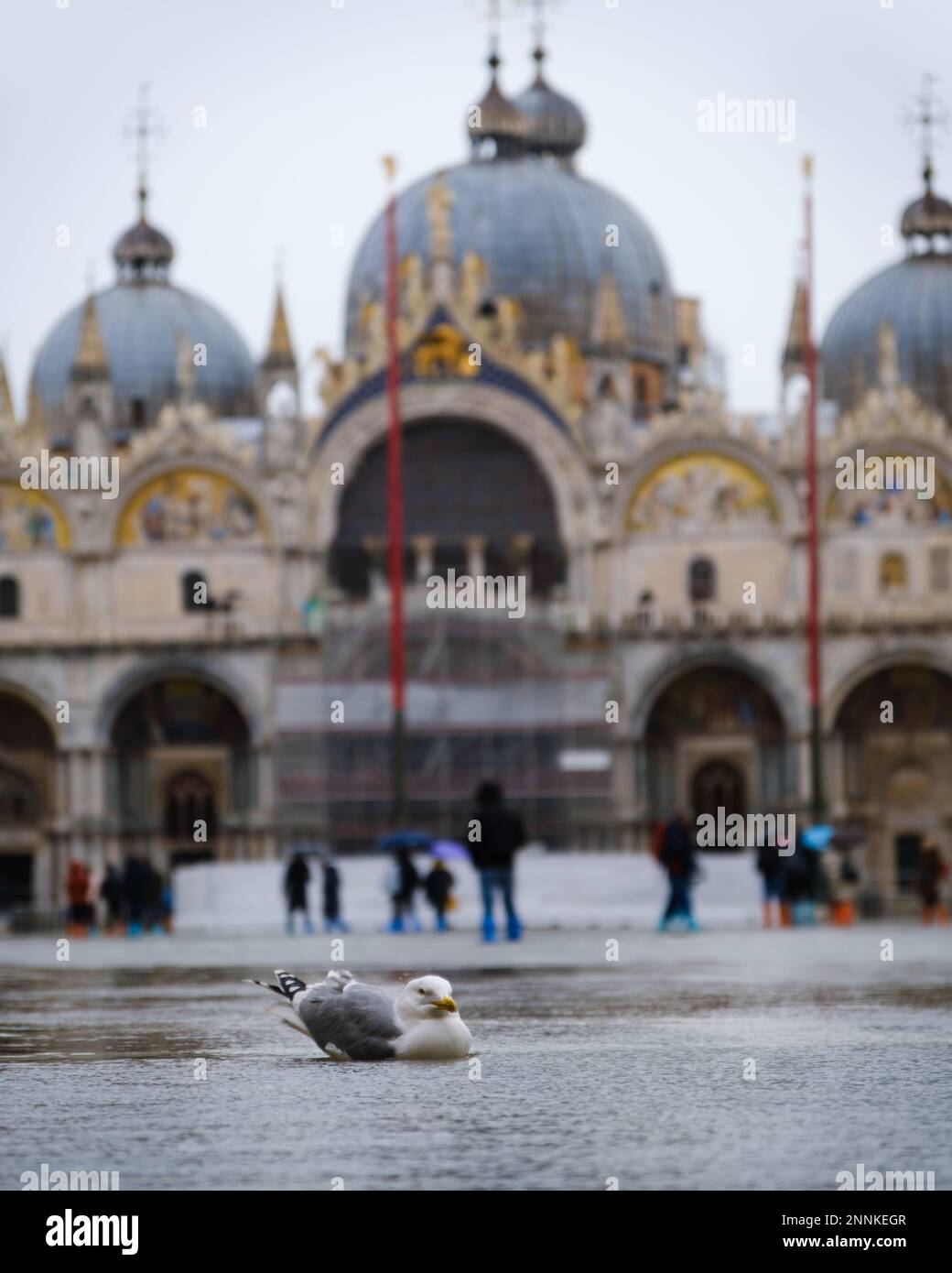 Seagull swimming in high altitude water / acqua alta in front of St ...