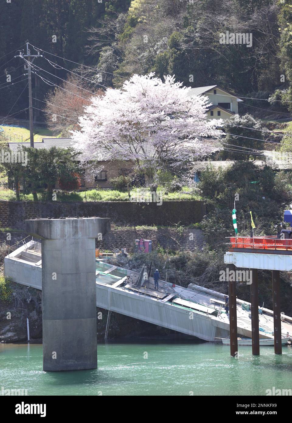 A cherry tree blooms along the Kuma River, where a heavy rain killed ...
