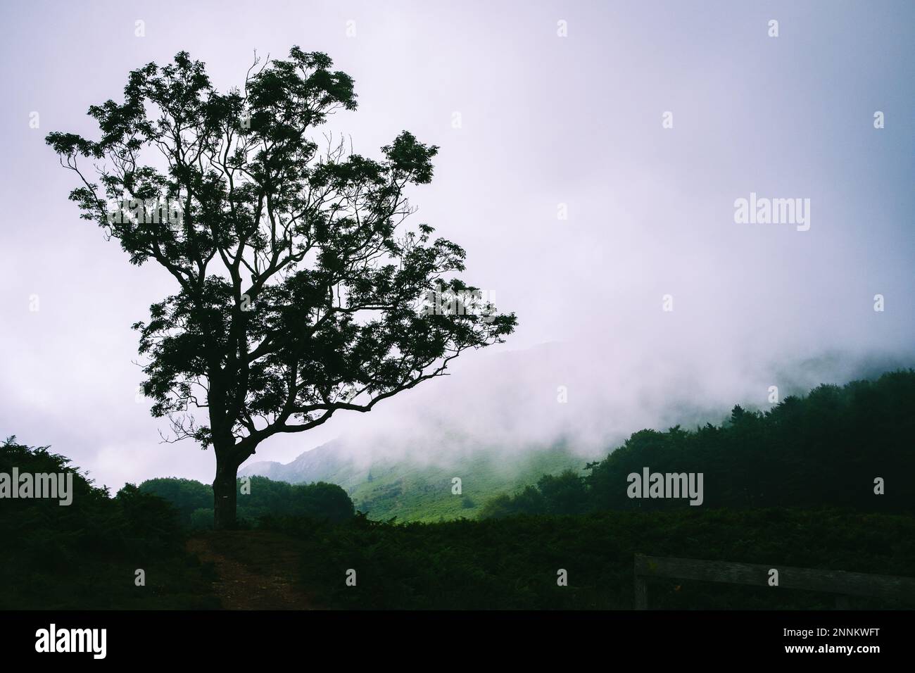 Person standing in a misty field hi-res stock photography and images ...