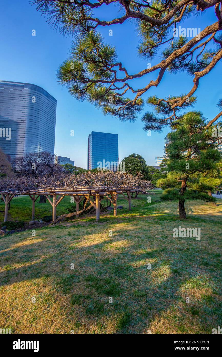 Amazing topiary pine trees in the garden and sunset at Hamarikyu ...