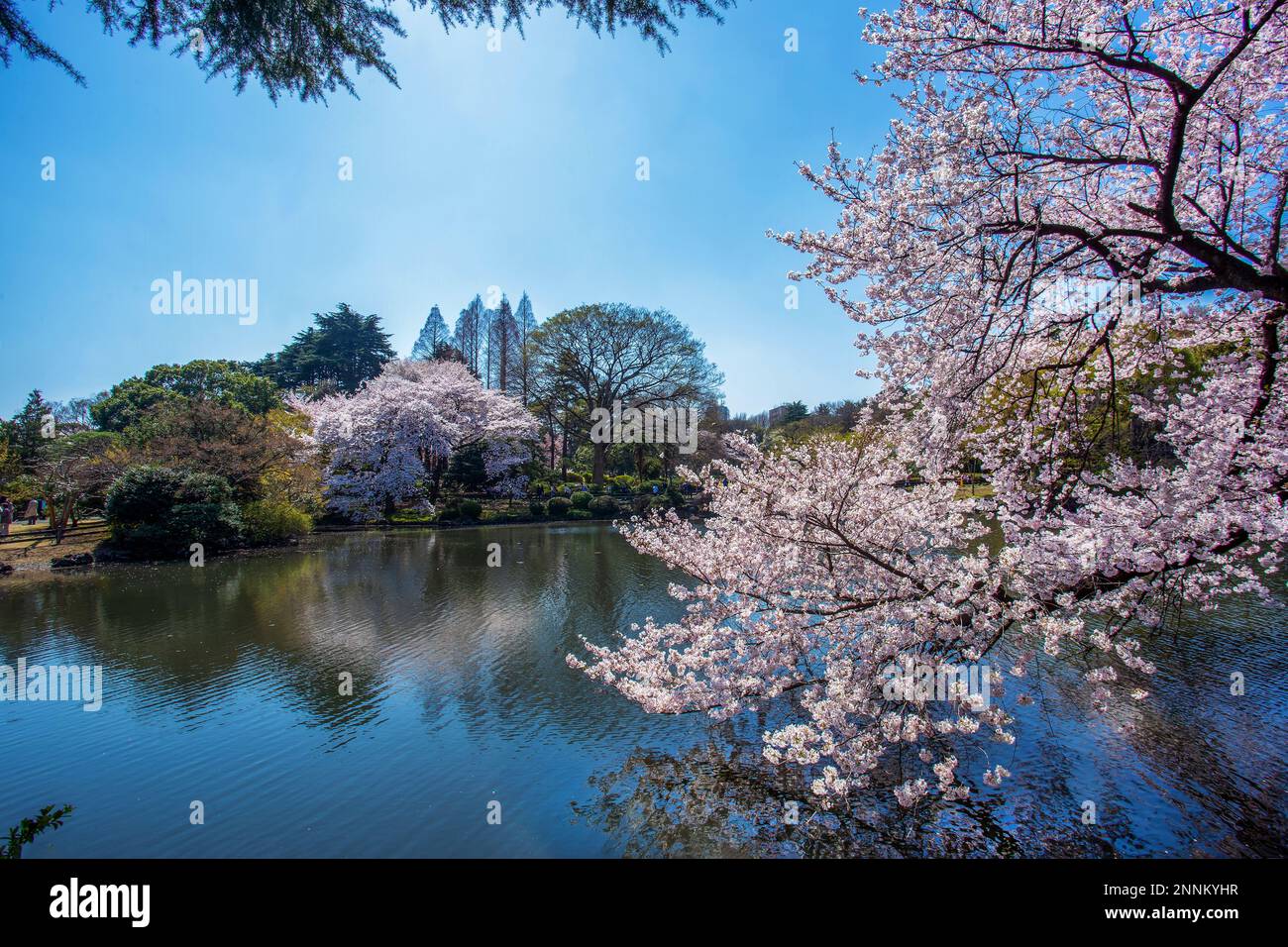 Amazing cherry blossom ( sakura) and reflections in waterpond in ...