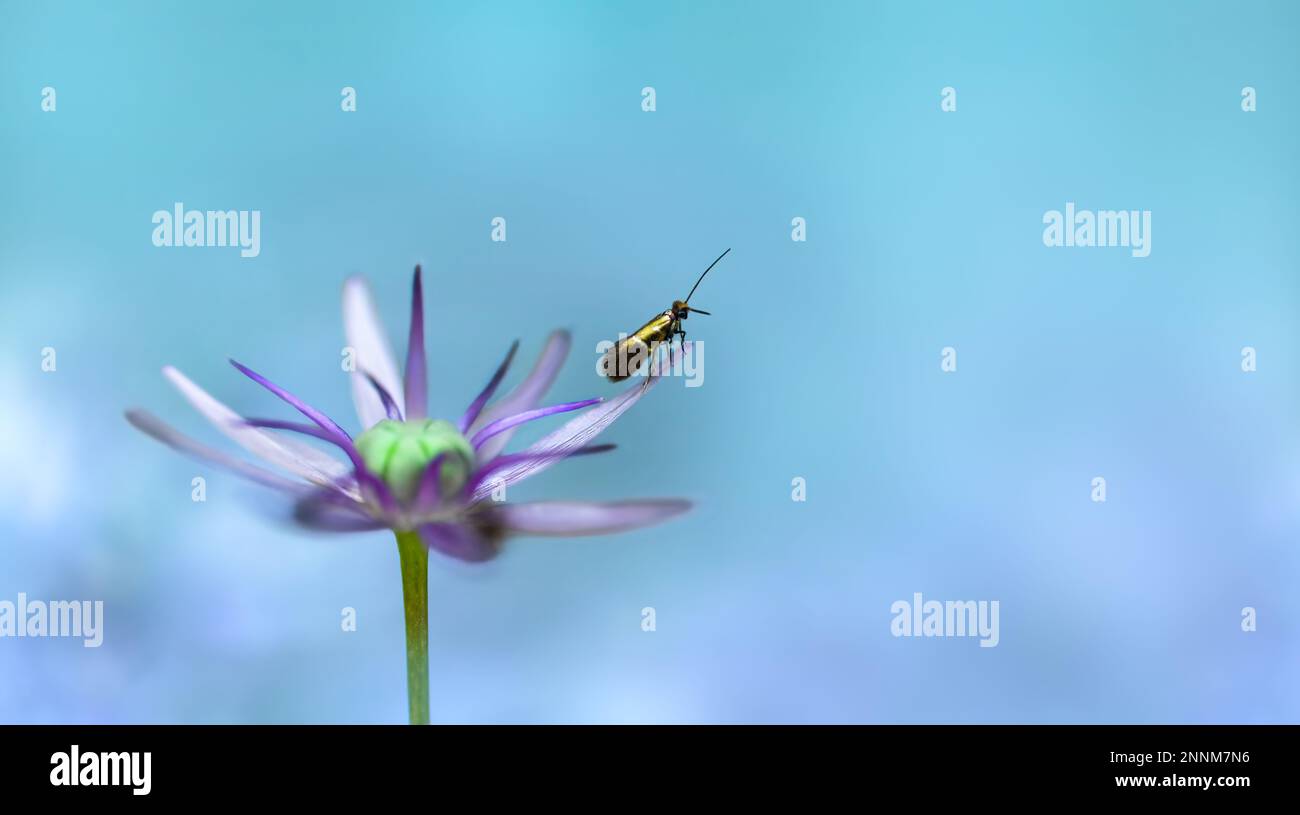 A minimalistic, dreamy macro of a tiny bug on a flower, light turquoise ...