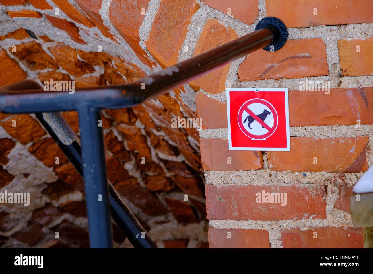 Warning sign at the front door of the building. Dogs prohibited Stock ...