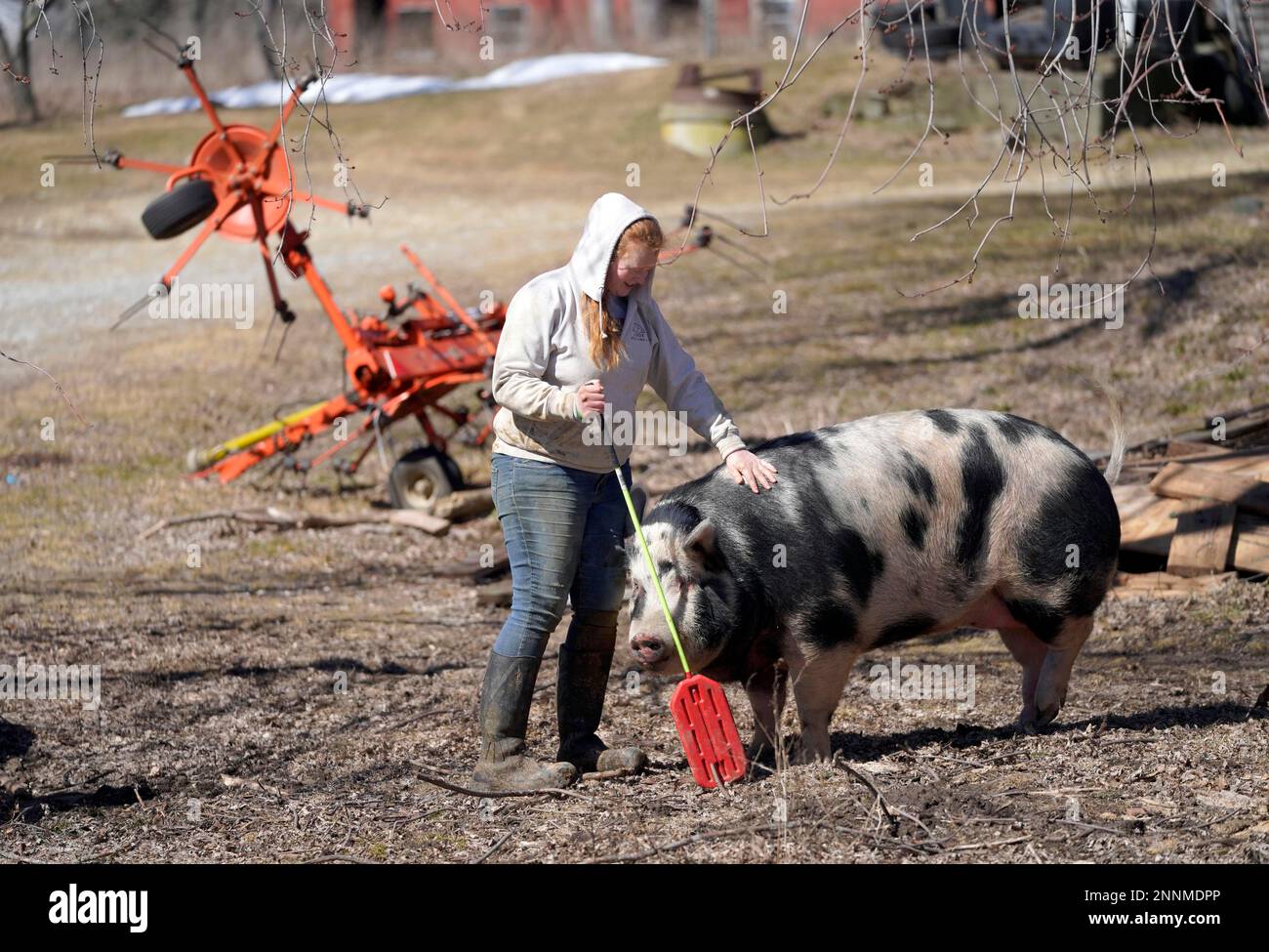 Emma Huber walks her pet pig Pippi after giving her a bath at Hav's ...