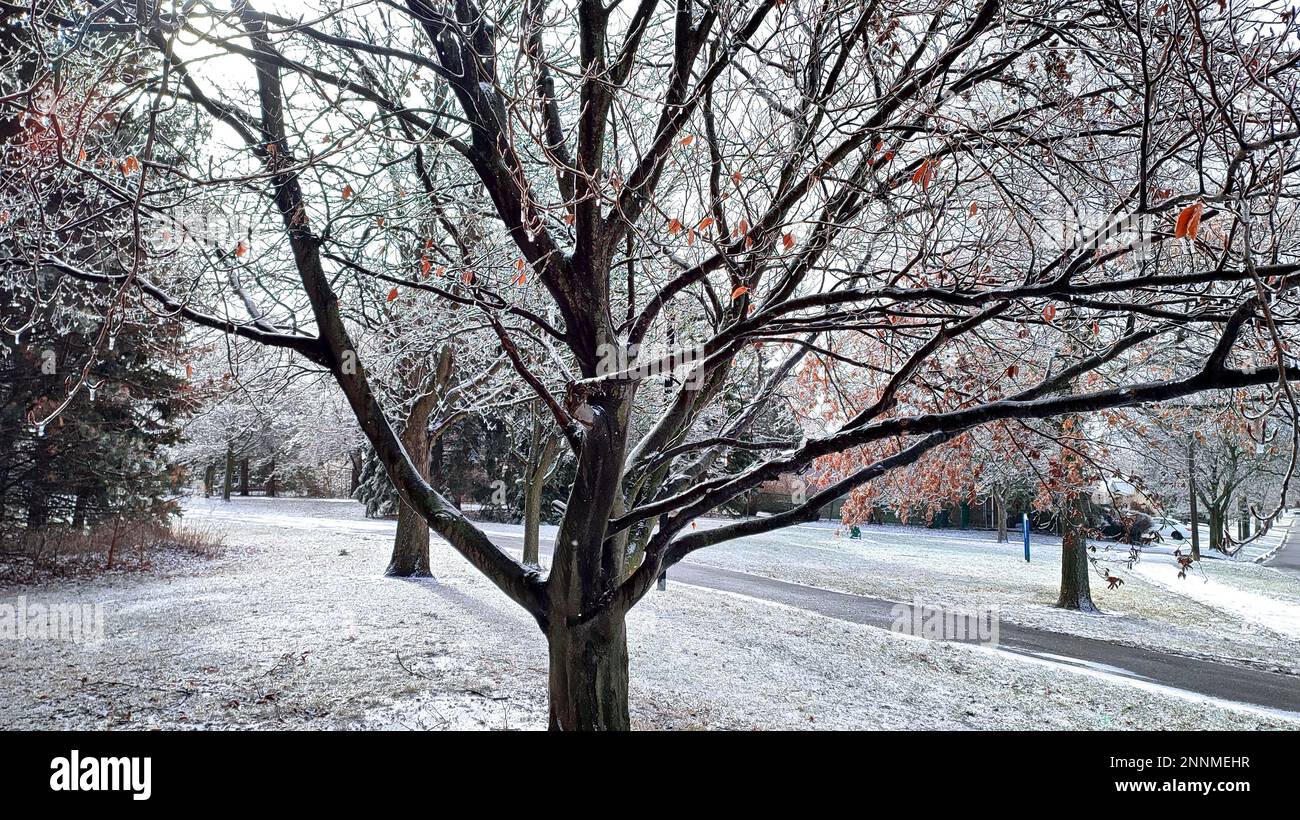 Winter landscape of the park after the freezing rain storm, severe ...