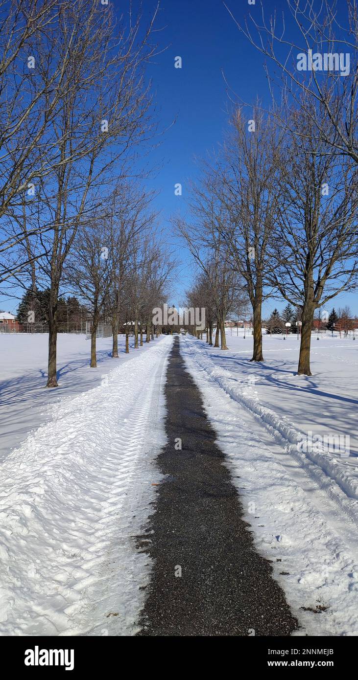 Vertical photo of the footpath with treelined for a winter weather ...