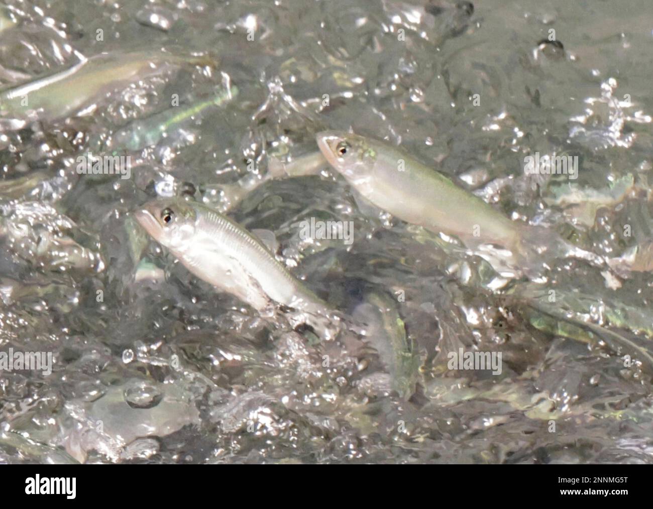 Lots of young sweetfish (Plecoglossus altivelis), ayu in Japanese, jump ...