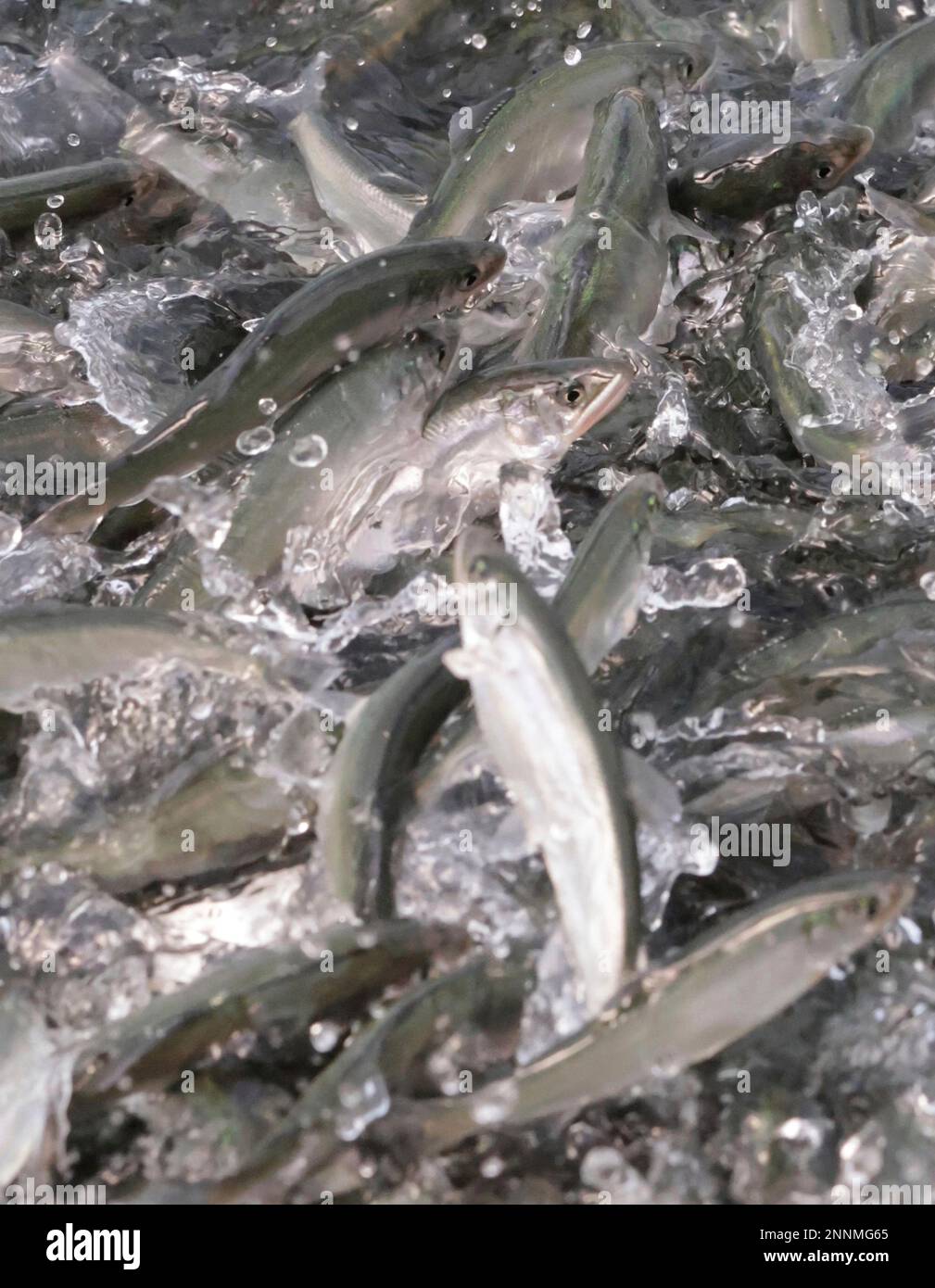 Lots of young sweetfish (Plecoglossus altivelis), ayu in Japanese, jump ...