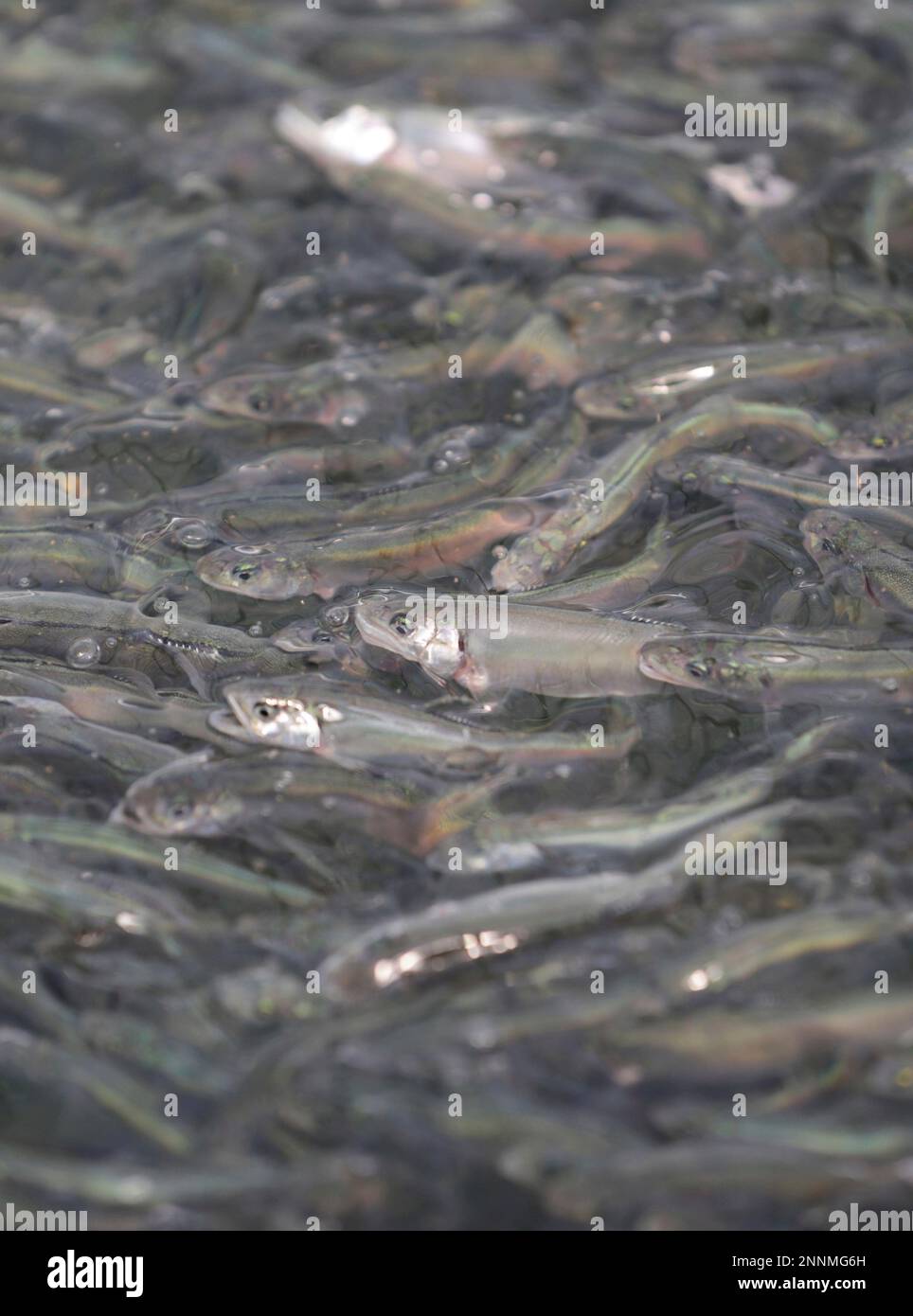 Lots of young sweetfish (Plecoglossus altivelis), ayu in Japanese, jump ...