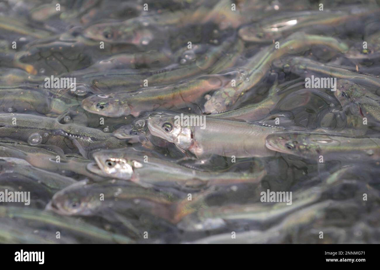 Lots of young sweetfish (Plecoglossus altivelis), ayu in Japanese, jump ...