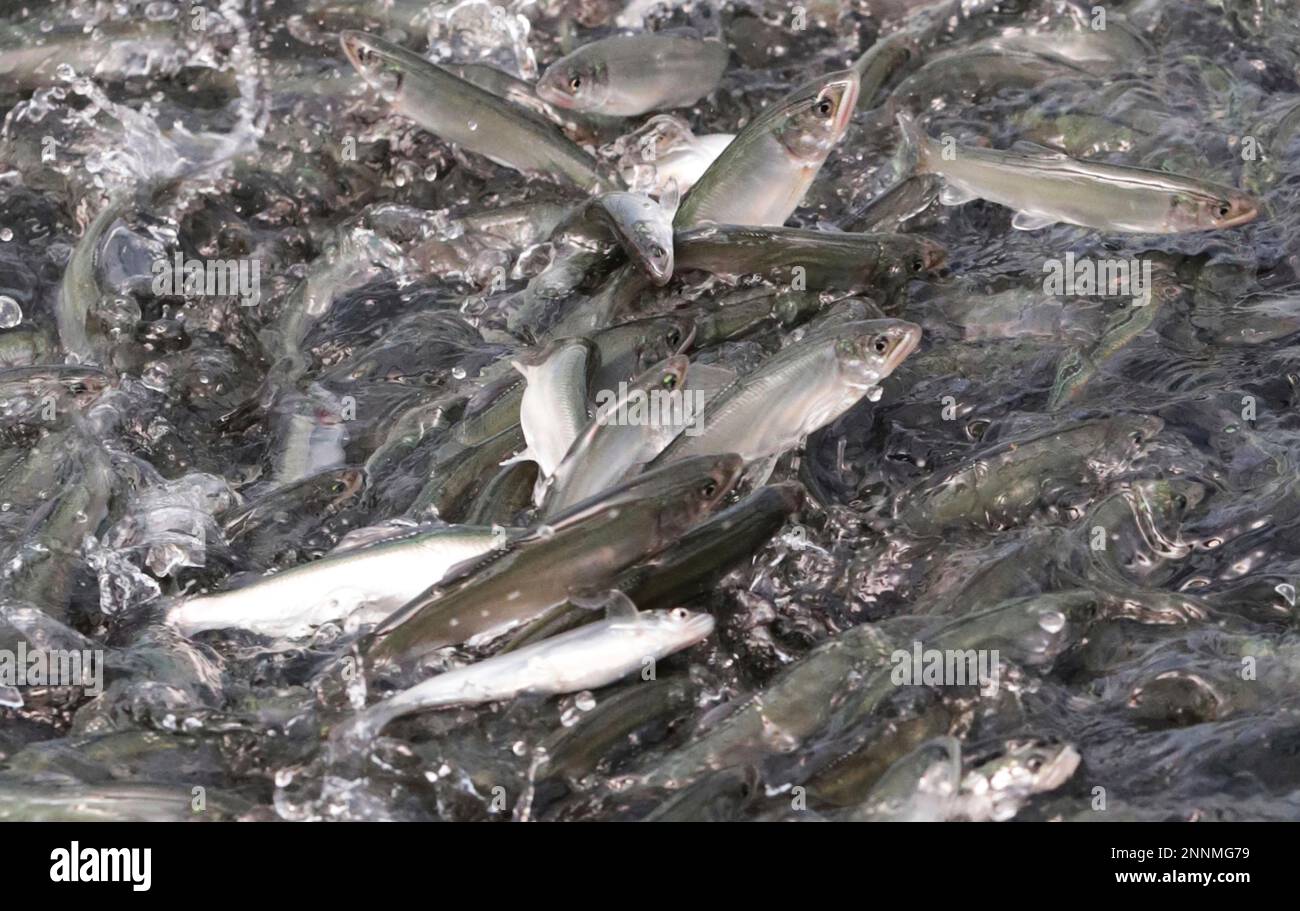 Lots of young sweetfish (Plecoglossus altivelis), ayu in Japanese, jump ...