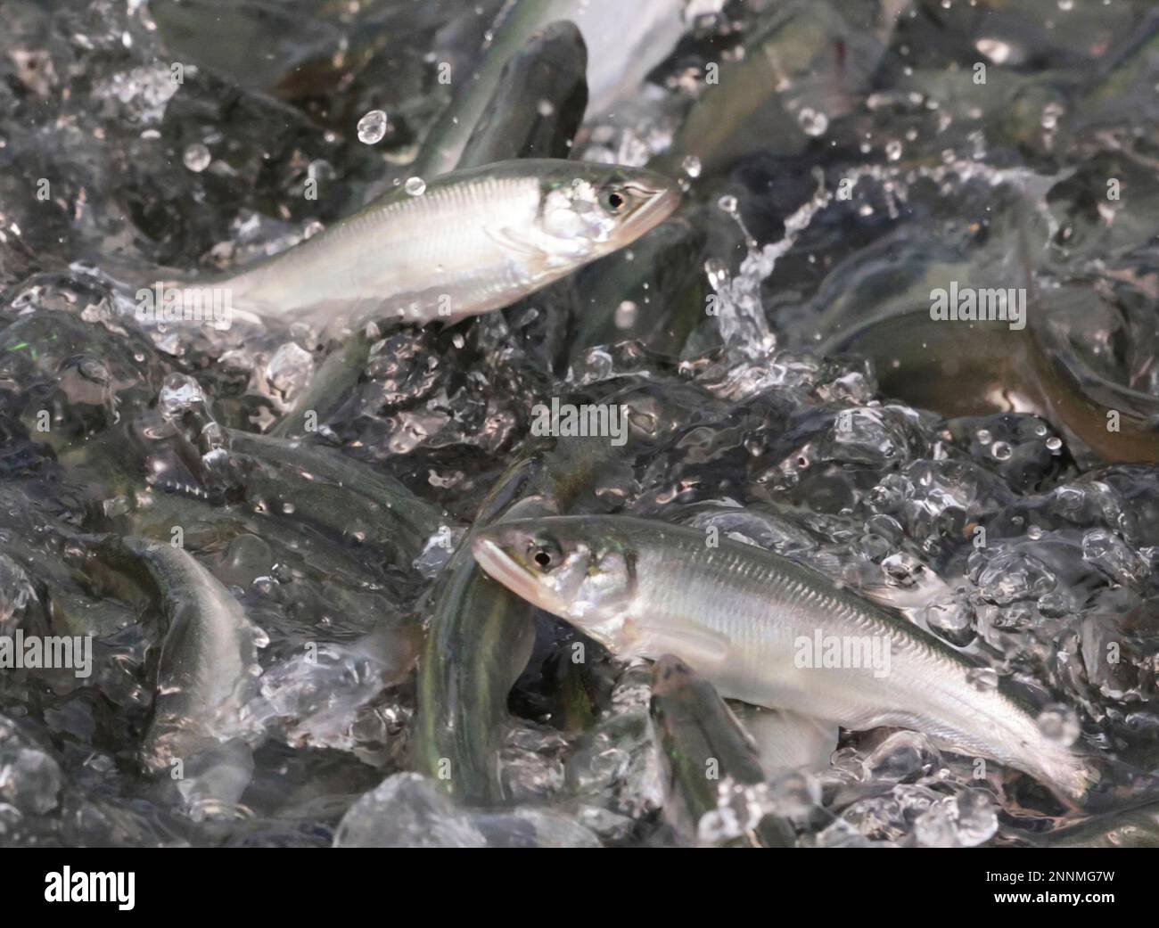 Lots of young sweetfish (Plecoglossus altivelis), ayu in Japanese, jump ...