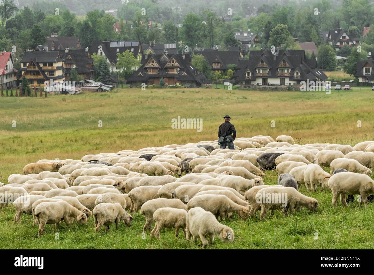 Shepherd in traditional clothes and flock of sheeps in Zakopane, Poland ...