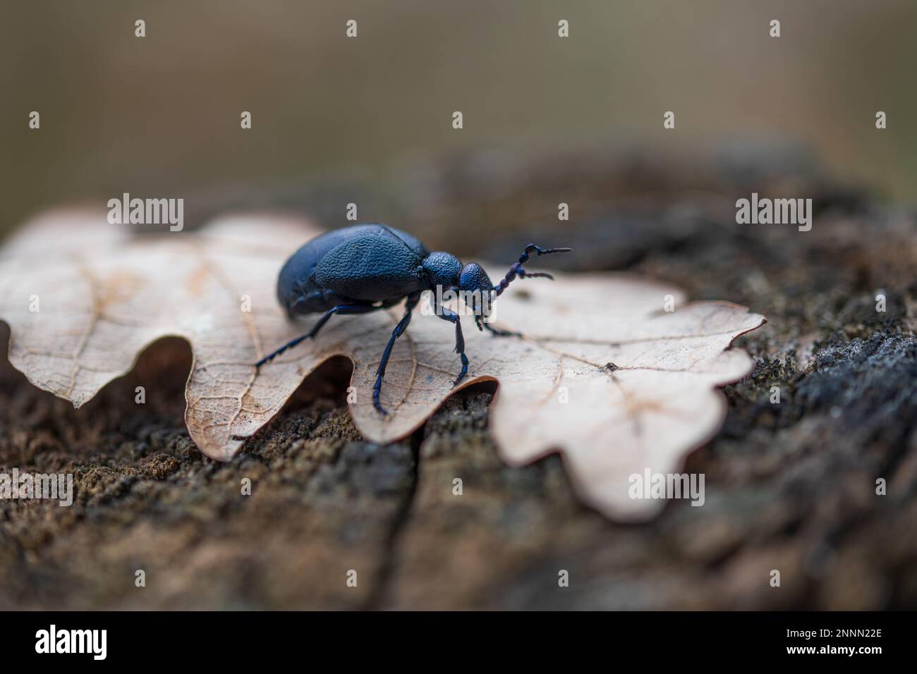 Meloe violaceus, the violet oil beetle, is a species of oil beetle ...