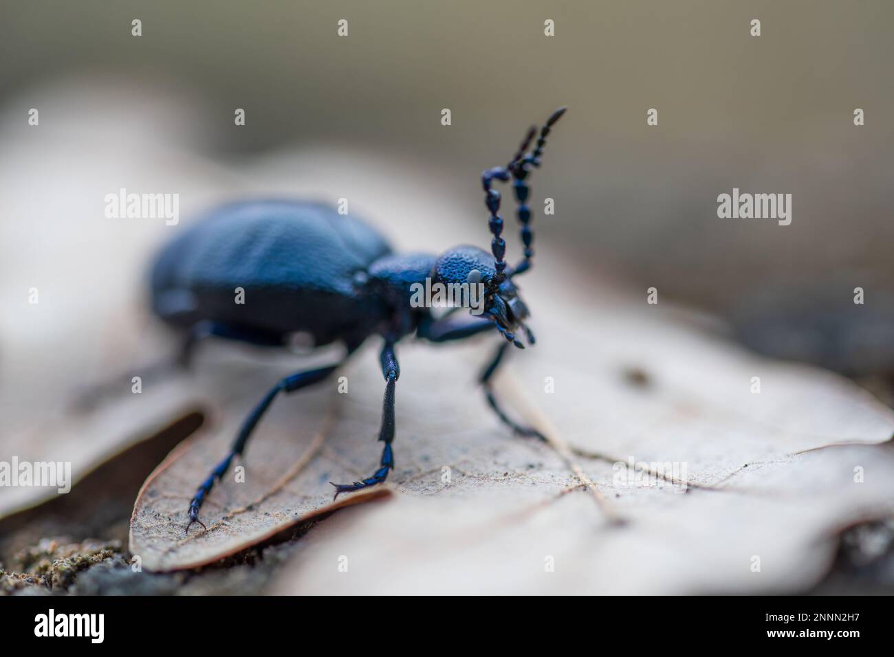 Meloe violaceus, the violet oil beetle, is a species of oil beetle ...