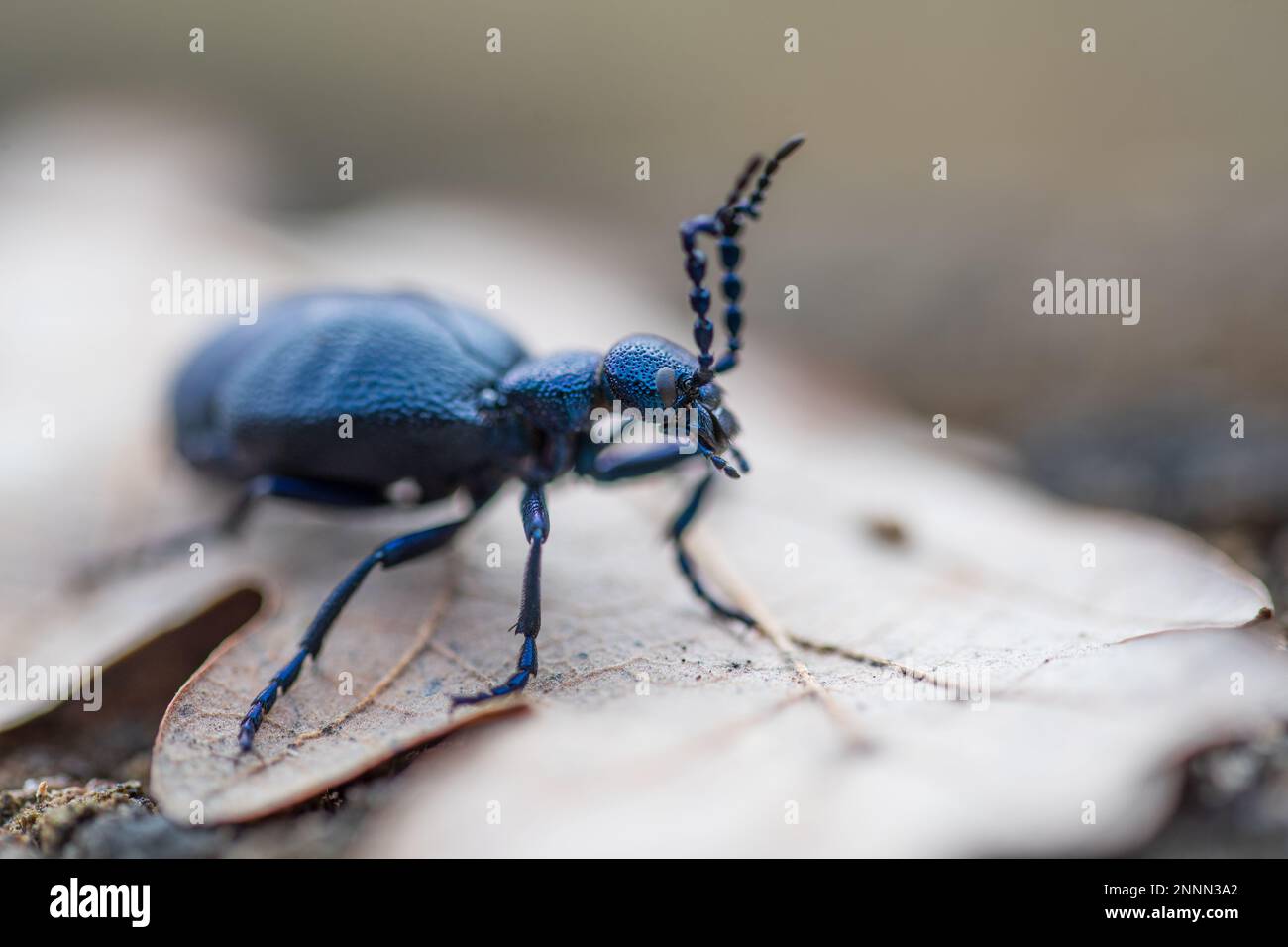 Meloe species hi-res stock photography and images - Alamy