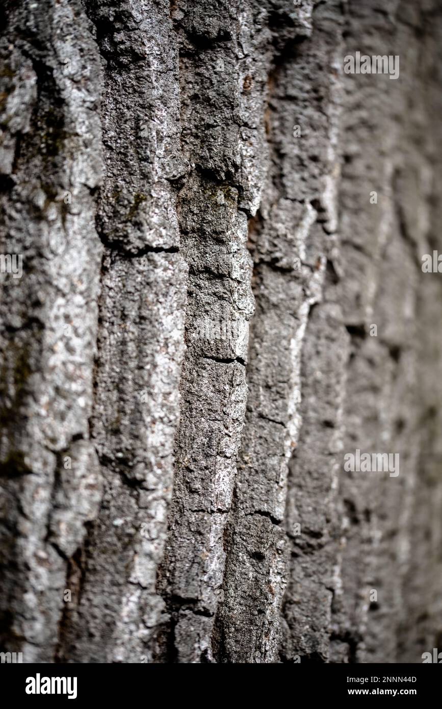 Natural background of tree bark texture. Monochrome photo Stock Photo ...