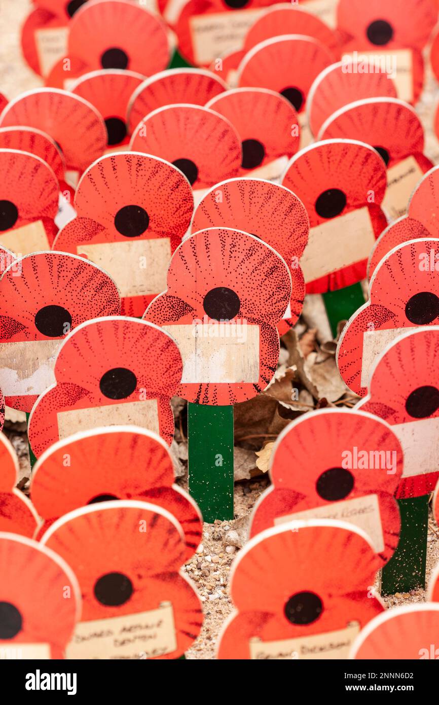 Beautiful picture of poppy flowers. Remembrance Day. Close-up, memorial ...