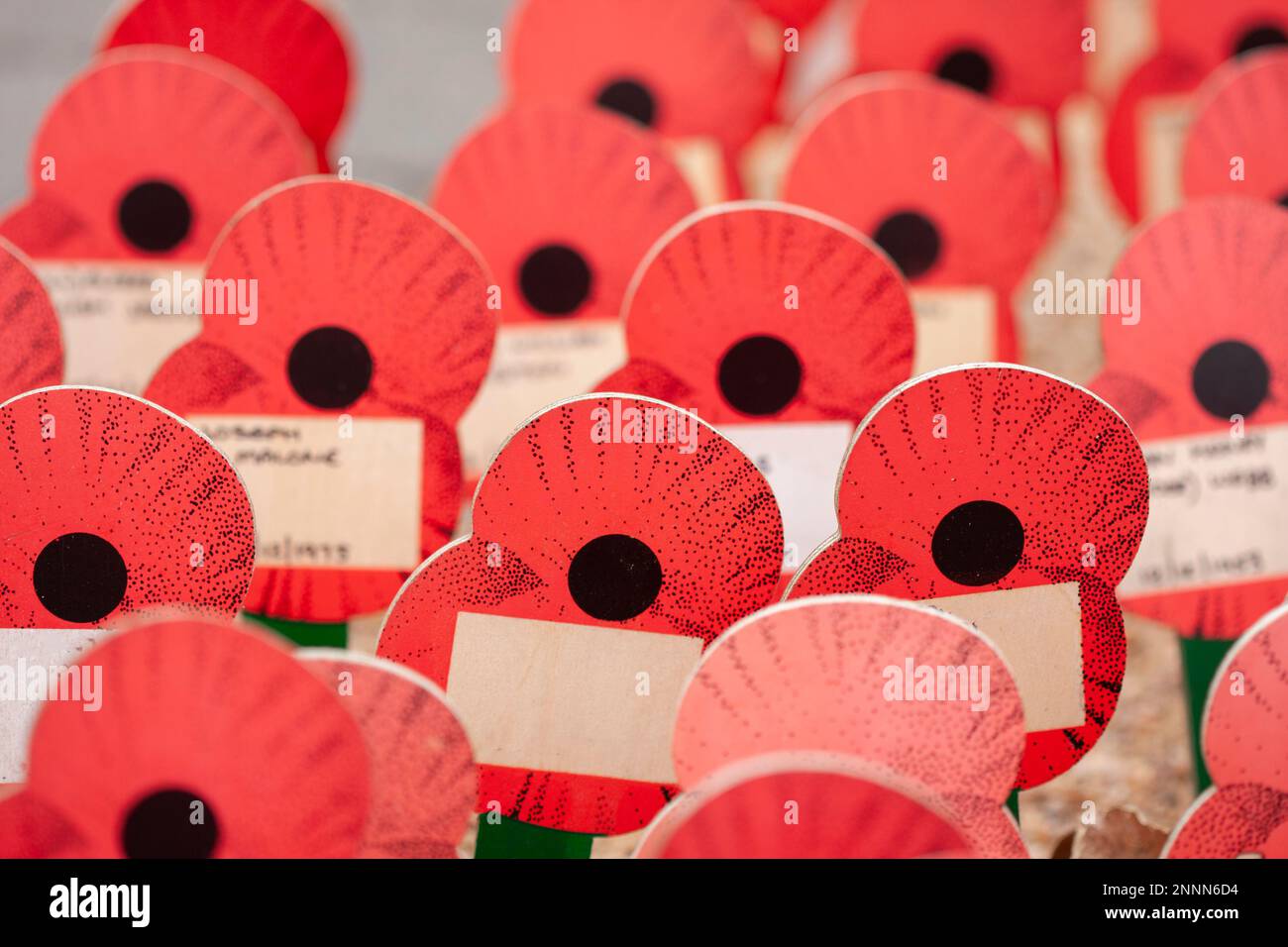Beautiful picture of poppy flowers. Remembrance Day. Close-up, memorial ...