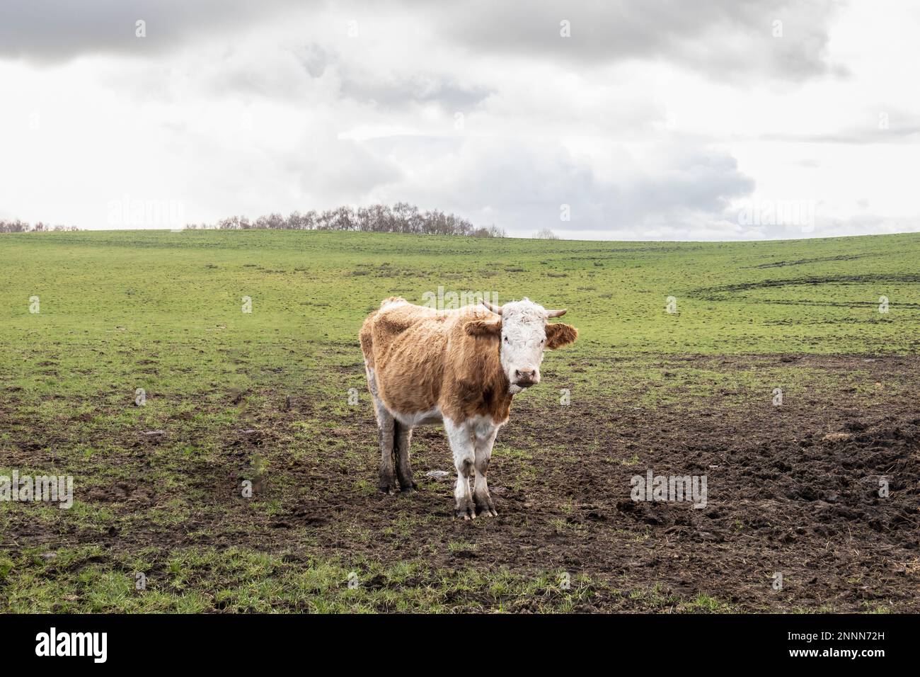 Standing cow face pose hi-res stock photography and images - Alamy