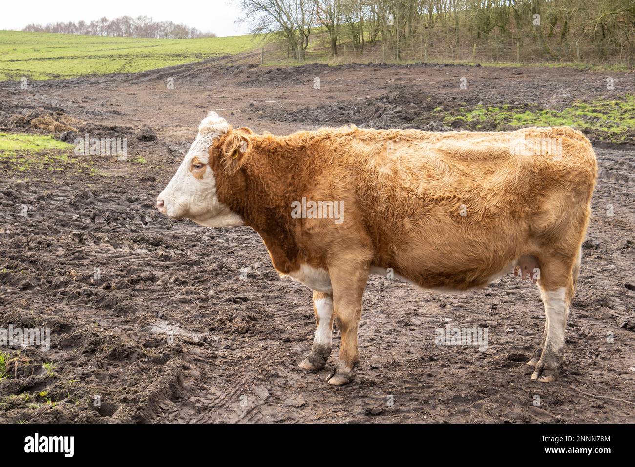 Standing cow face pose hi-res stock photography and images - Alamy