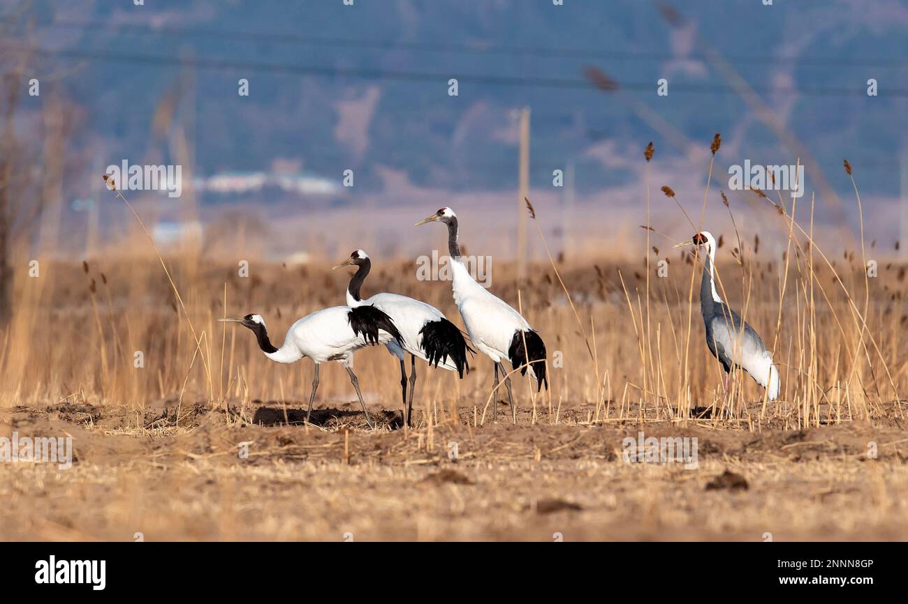 The red-crowned cranes return from the north and arrive Jingxin wetland ...