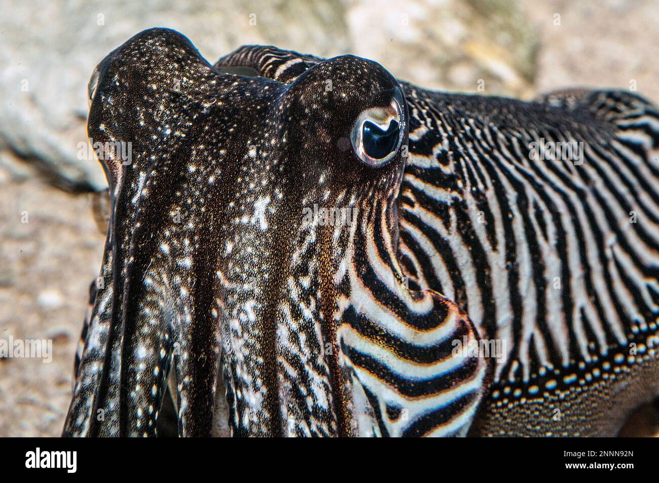 Common cuttlefish close-up of face and eye Stock Photo - Alamy