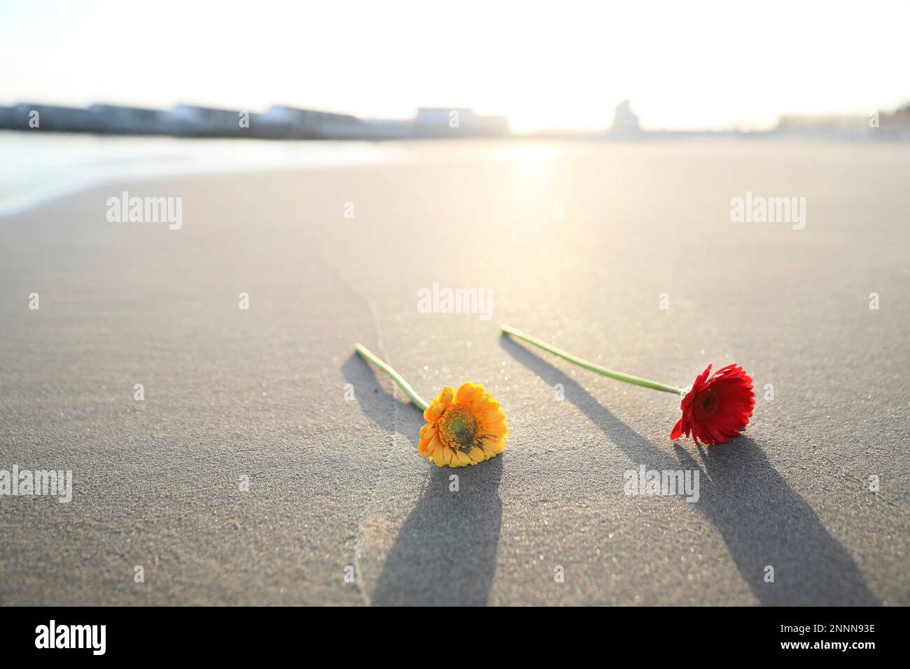 Flowers are offered at a beach in Soma, Fukushima Prefecture on March ...