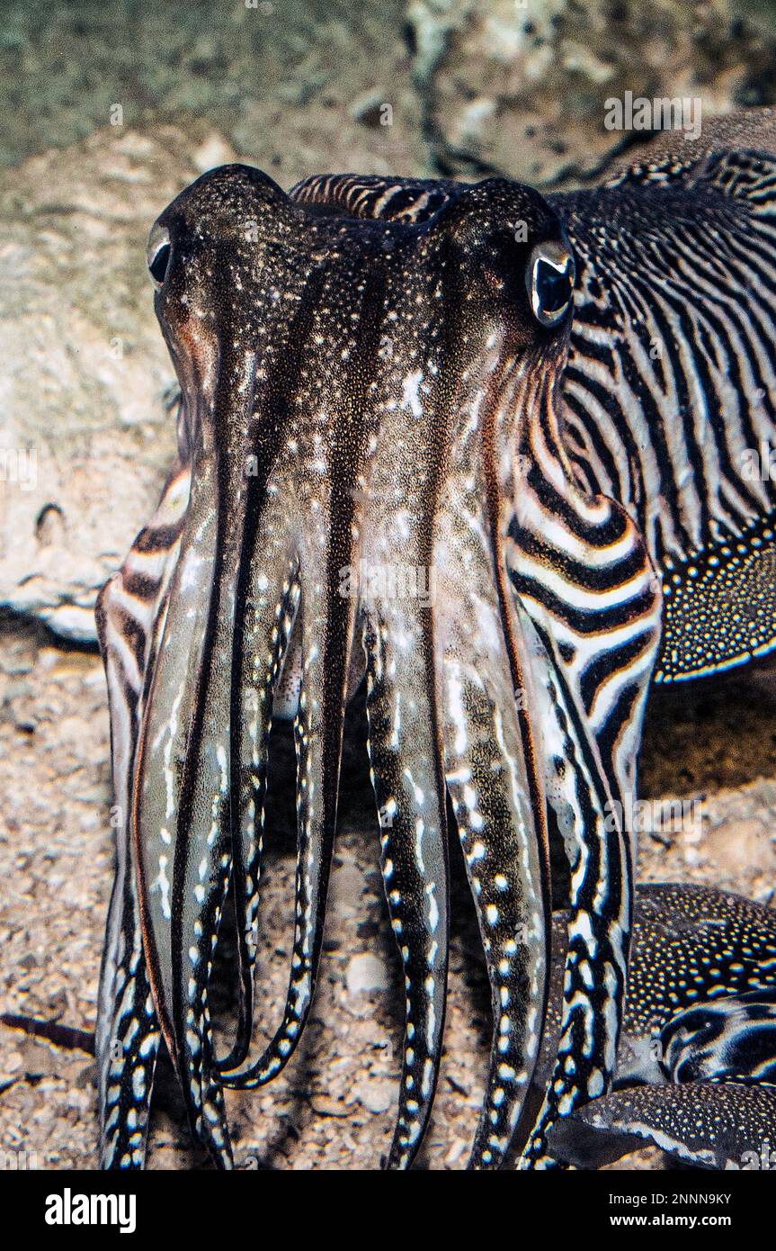 Common cuttlefish medium shot facing camera, vertical Stock Photo - Alamy