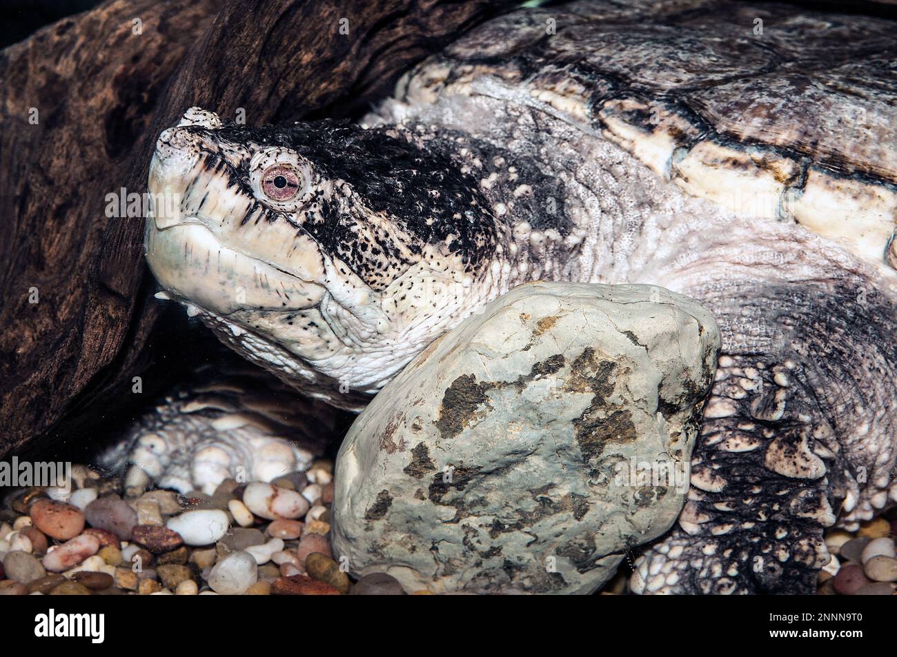 Snapping turtle portrait Stock Photo - Alamy