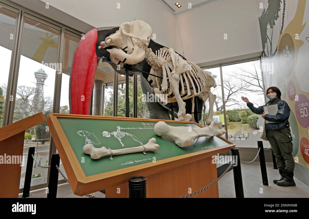 A full-body skeleton of an Asian elephant Yuriko which was kept at ...