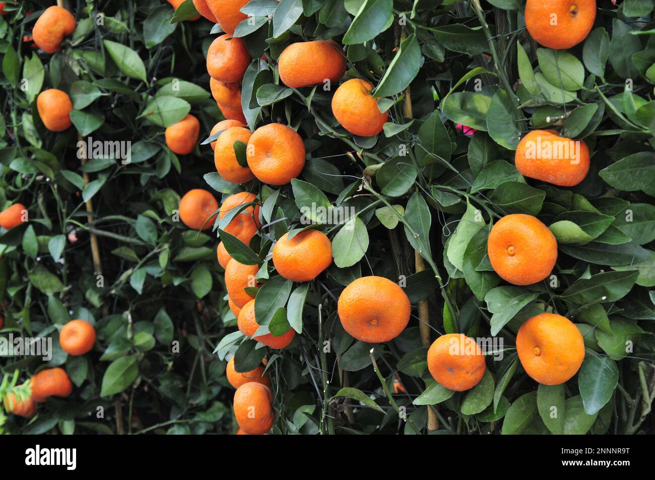 Mature growth fruit trees hi-res stock photography and images - Alamy