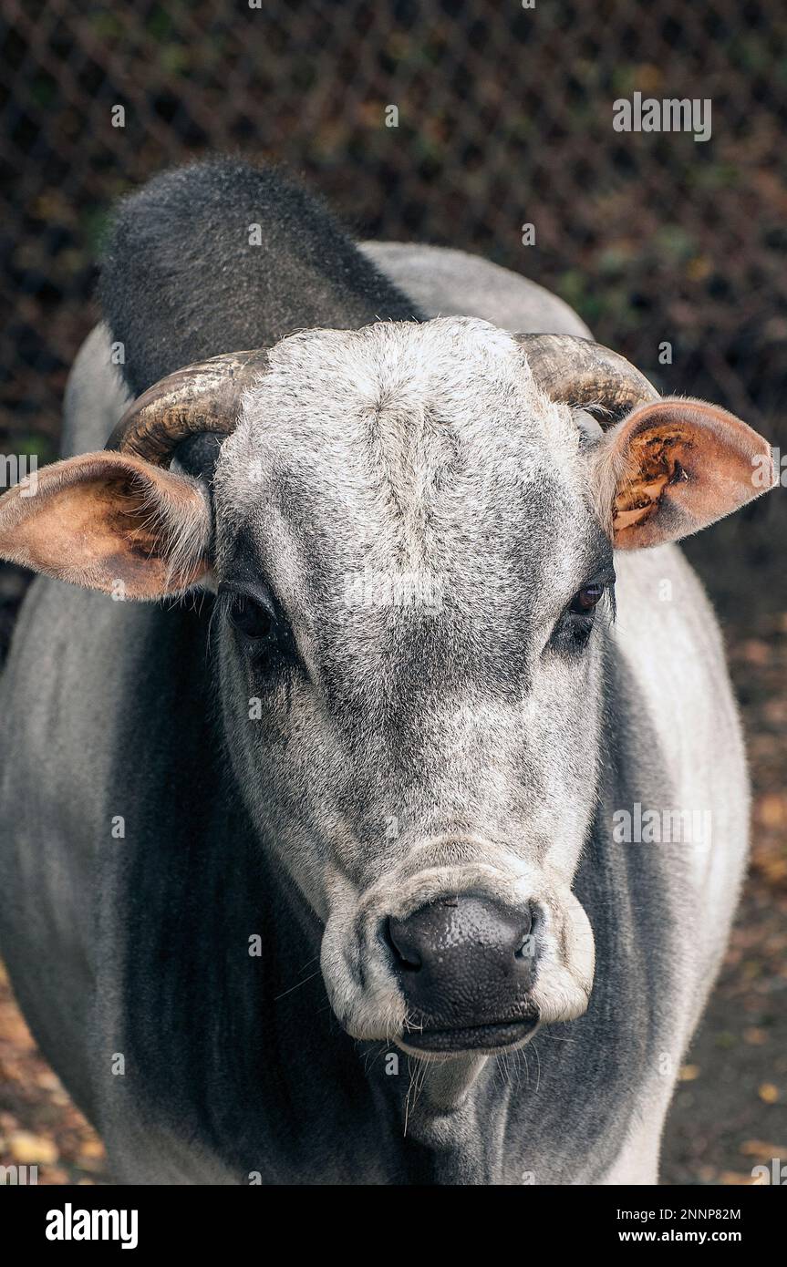 zebu medium shot face view looking at camera Stock Photo - Alamy