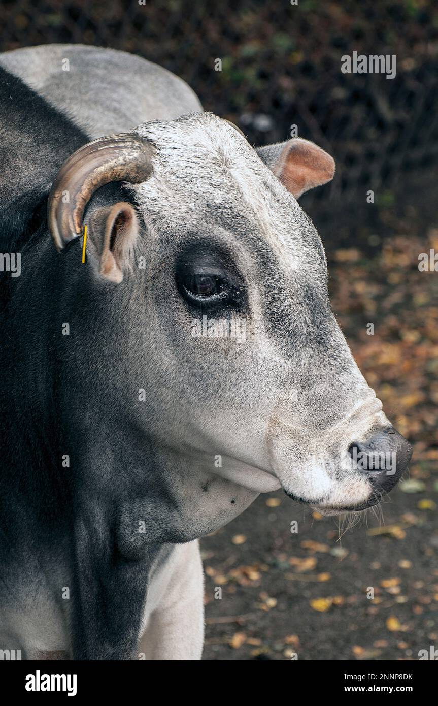 zebu medium shot face view looking right Stock Photo - Alamy