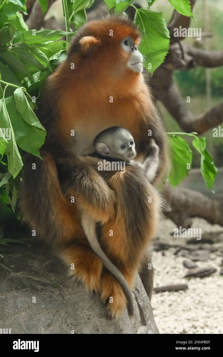 The baby golden snub-nosed monkey meets the tourists in Chimelong ...
