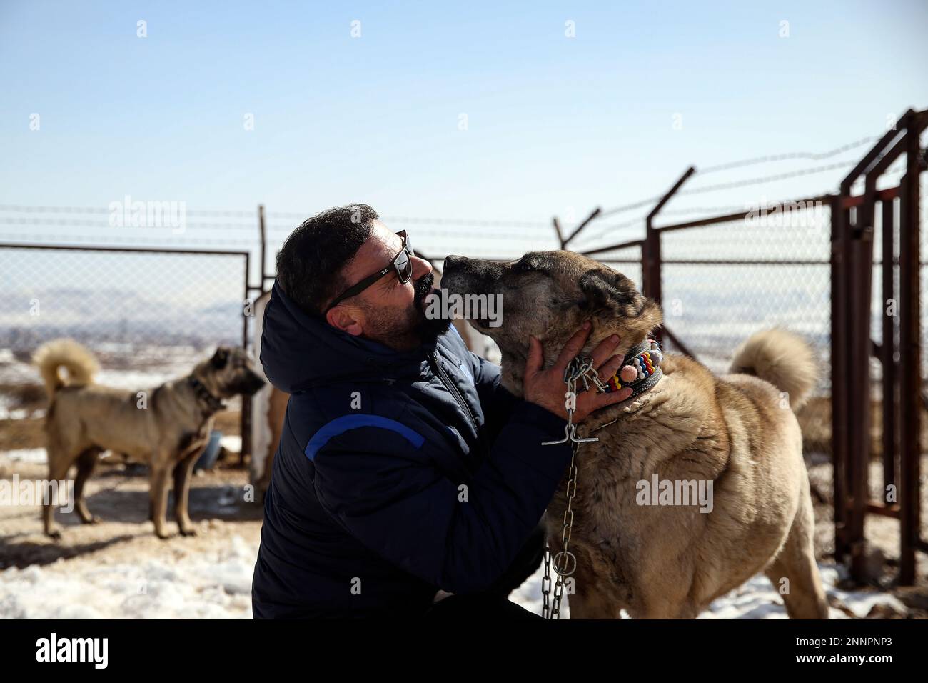 Huseyin Yildiz, 50, plays with a shepherd dog of the "Sivas Kangal ...