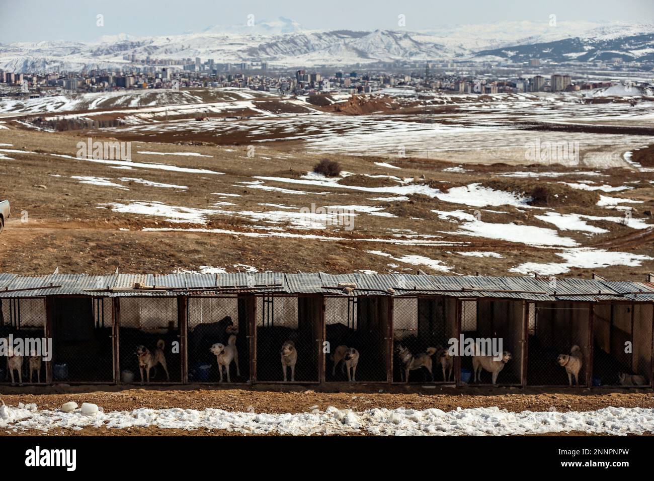 Shepherd dogs of the "Sivas Kangal" breed, are seen at a breeding farm ...