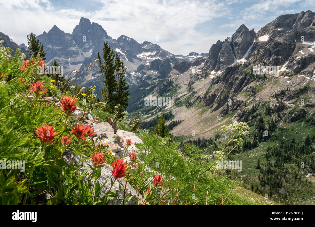 Orange Paintbrush Along Steep Slope Overlooking Paintbrush Divide Trail ...